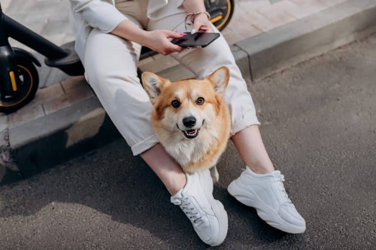 11 Reasons Dogs Sit on Your Feet - iHeartDogs.com