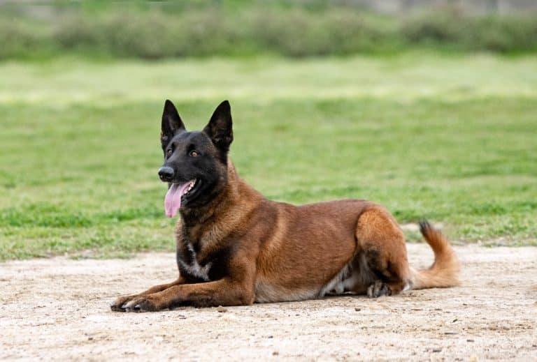 15 Dog Breeds That Are Bold, Brave, and the Bestest of Buddies ...
