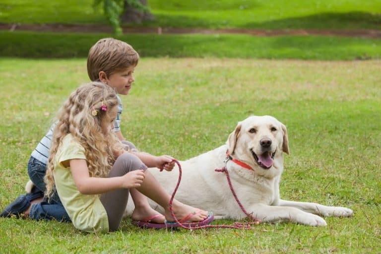 9 Reasons Dogs Can Be Good for Kids and Families - iHeartDogs.com