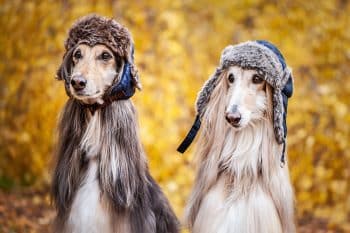 15 Sleek Dog Breeds That Always Look Sharp - iHeartDogs.com