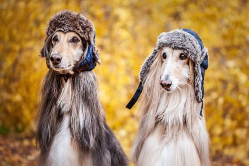 15 Dog Breeds With Fluffy Ears You’ll Want to Touch - iHeartDogs.com