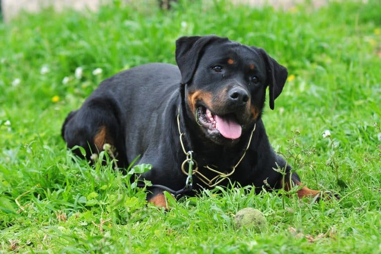 13 Brainy Dog Breeds That Impress With Their Smarts - iHeartDogs.com