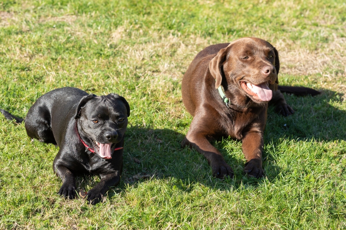 Ideal Diet for Labs - The Ultimate Lab Feeding Guide - iHeartDogs.com