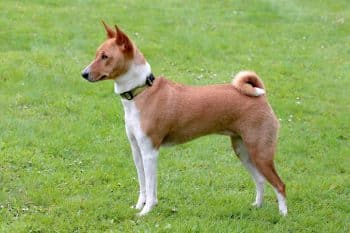 11 Historical Dog Breeds With Interesting Origins - iHeartDogs.com