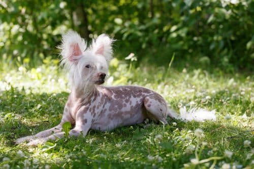 These 9 Unusual Dog Breeds Prove Weird Is Wonderful - iHeartDogs.com