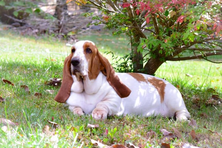 9 Peaceful Dog Breeds That Embrace Quiet Moments - iHeartDogs.com