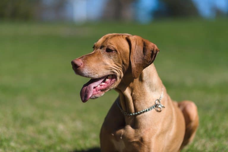 7 Best Dog Foods for Vizslas with NO Fillers - iHeartDogs.com