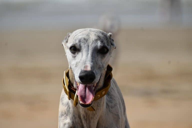 13 Funny Dog Breeds That’ll Make You Laugh Daily - iHeartDogs.com