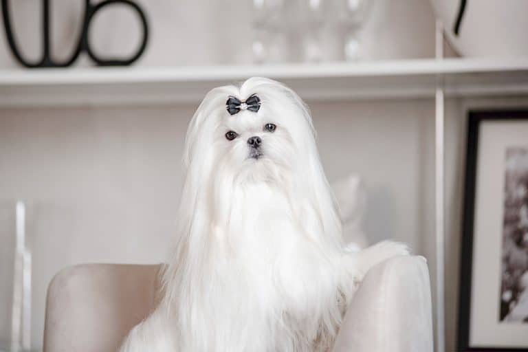 13 Low-Shedding Dog Breeds For Clean Homes - iHeartDogs.com