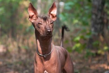 9 Hairless Dog Breeds That Embrace Bare Beauty - iHeartDogs.com