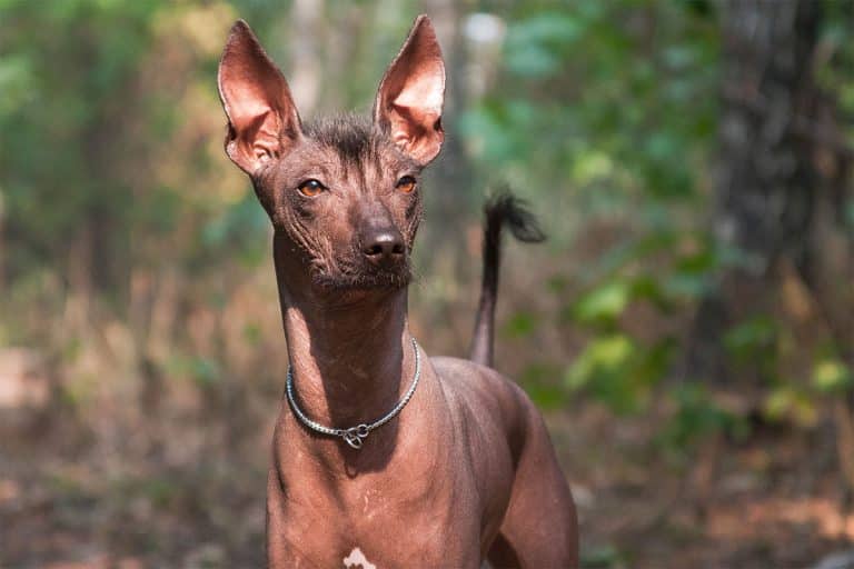 15 Sleek Dog Breeds That Always Look Sharp - iHeartDogs.com