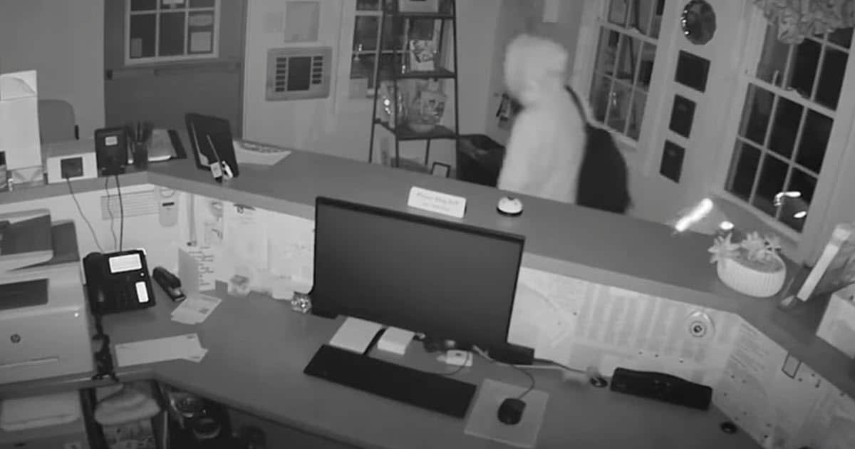 Surveillance Catches Suspect Stealing Kittens From Animal Shelter ...