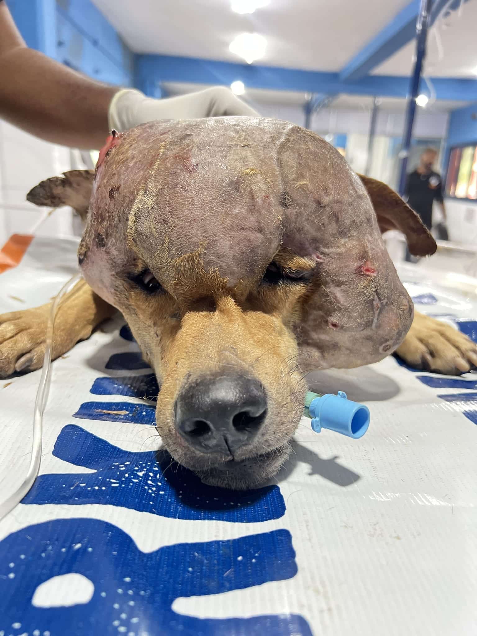 Stray Dog With Massive Tumor Gets Second Chance After Urgent Surgery ...