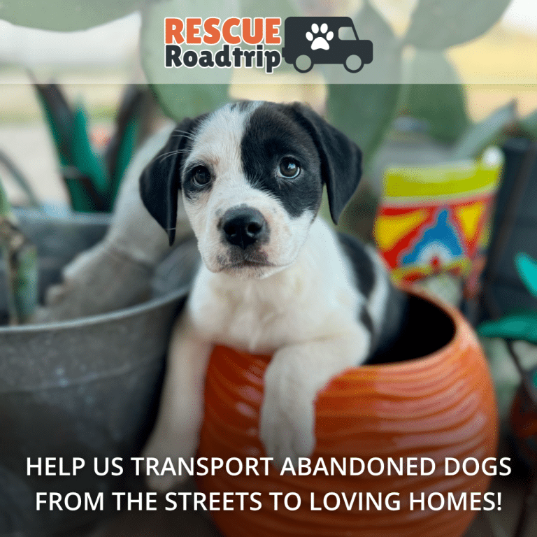 RESCUE ROAD TRIP Donation: Helps Transport At-Risk Abandoned Dogs ...