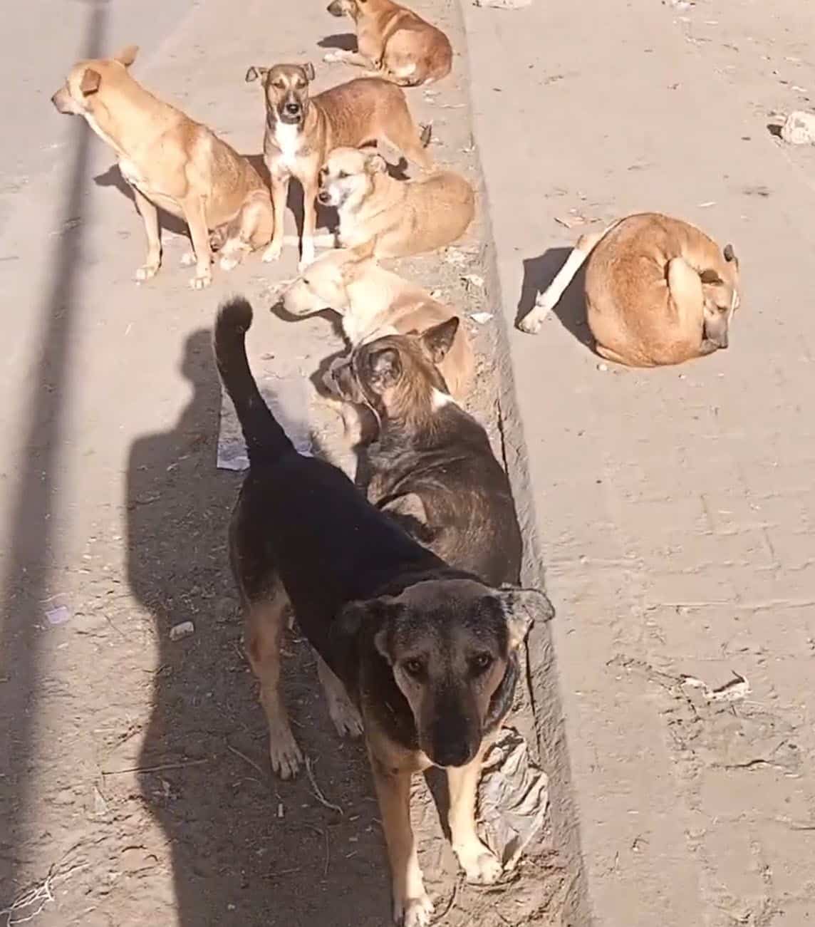Why Is Morocco Killing Stray Dogs Ahead of The 2030 World Cup ...