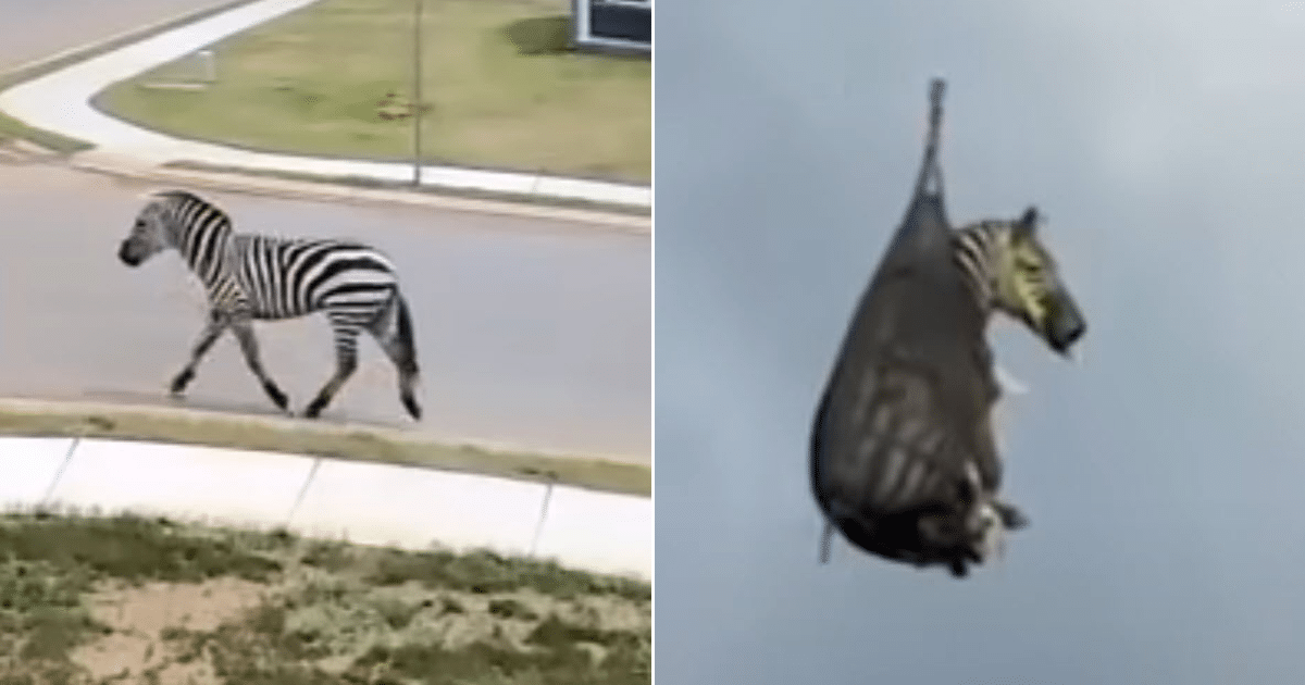 Internet-Famous Zebra Finally Captured In Dramatic Rescue - iHeartDogs.com