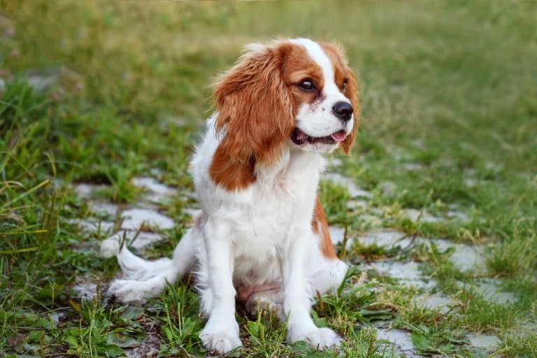 13 Dog Breeds That Are Surprisingly Chill - iHeartDogs.com