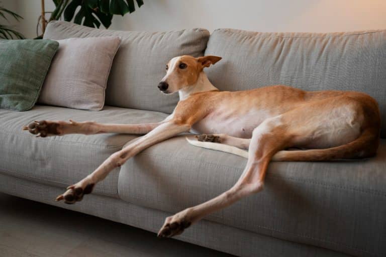 13 Dog Breeds That Are Surprisingly Chill - iHeartDogs.com