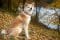 15 Fierce Dog Breeds With Strong Guarding Instincts - iHeartDogs.com