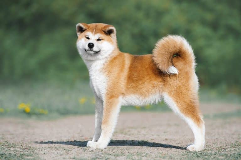 12 Shy Dog Breeds That Take Time to Warm Up in 2026 (And Why They're ...
