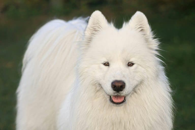 13 Adorable Dog Breeds That Look Just Like Teddy Bears - iHeartDogs.com