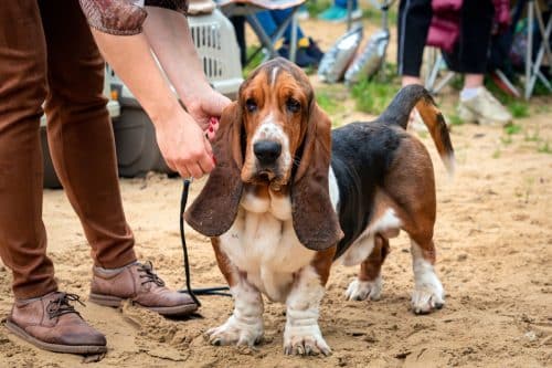13 Best Dog Breeds For Emotional Support And Comfort - iHeartDogs.com