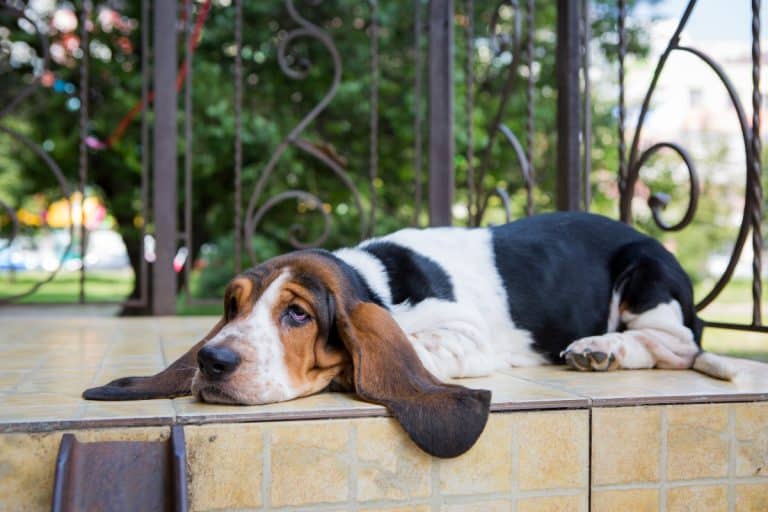 13 Dog Breeds That Are Surprisingly Chill - iHeartDogs.com