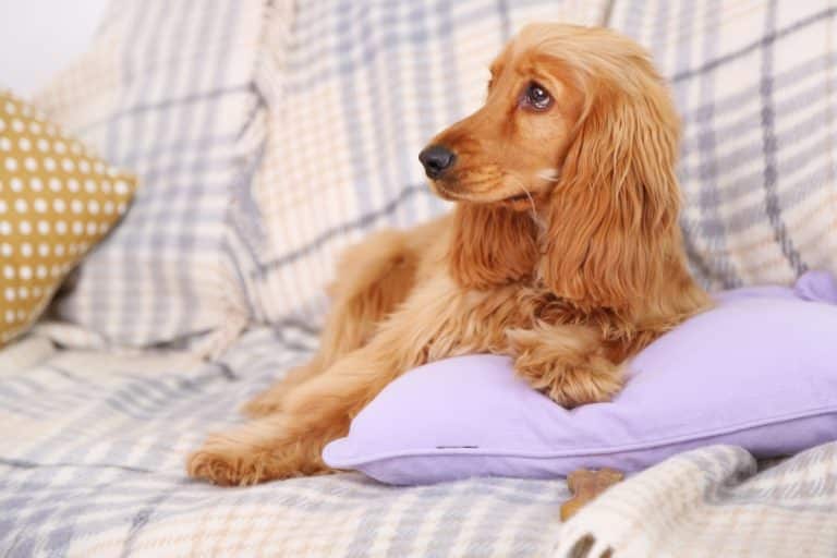 13 Low-Shedding Dog Breeds For Clean Homes - iHeartDogs.com