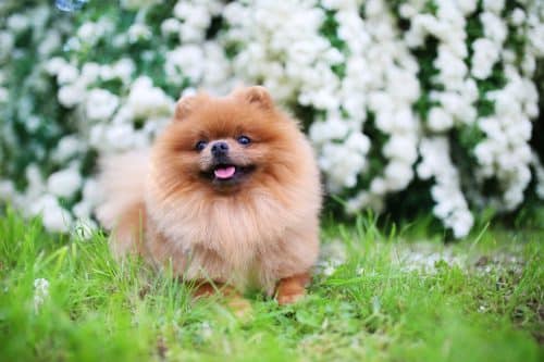 13 Most Adorable Puppy Breeds You’ll Want to Hug - iHeartDogs.com