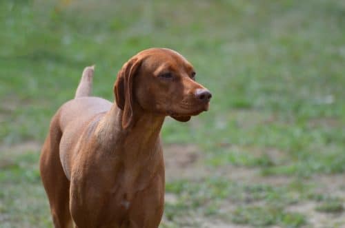 13 Easy Dog Breeds That Need Minimal Grooming & Maintenance ...