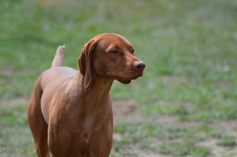 13 Easy Dog Breeds That Need Minimal Grooming & Maintenance ...