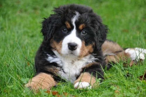 13 Most Adorable Puppy Breeds You’ll Want to Hug - iHeartDogs.com