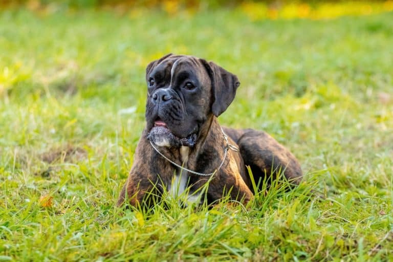 Ideal Diet for Boxers - The Ultimate Boxer Feeding Guide - iHeartDogs.com