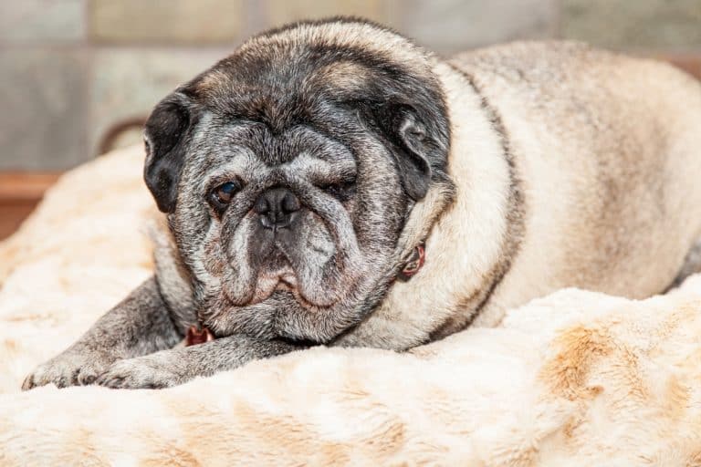 The 9 Best Beds For Senior Dogs - iHeartDogs.com