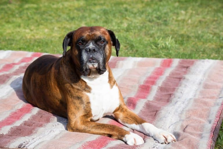 11 Friendly Dog Breeds That Win Hearts Instantly - iHeartDogs.com