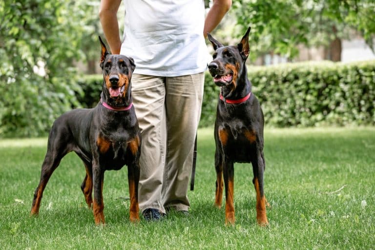 15 Brave Dog Breeds That Protect Without Fear - iHeartDogs.com