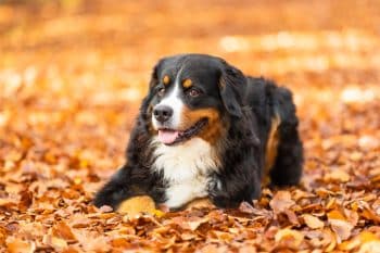 11 Dog Breeds With the Most Gentle Temperaments - iHeartDogs.com