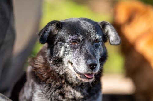 11 Fascinating Facts About Senior Dogs - iHeartDogs.com