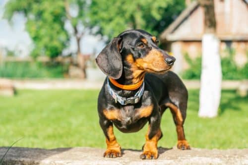 13 Dog Breeds With Endlessly Entertaining Personalities - iHeartDogs.com