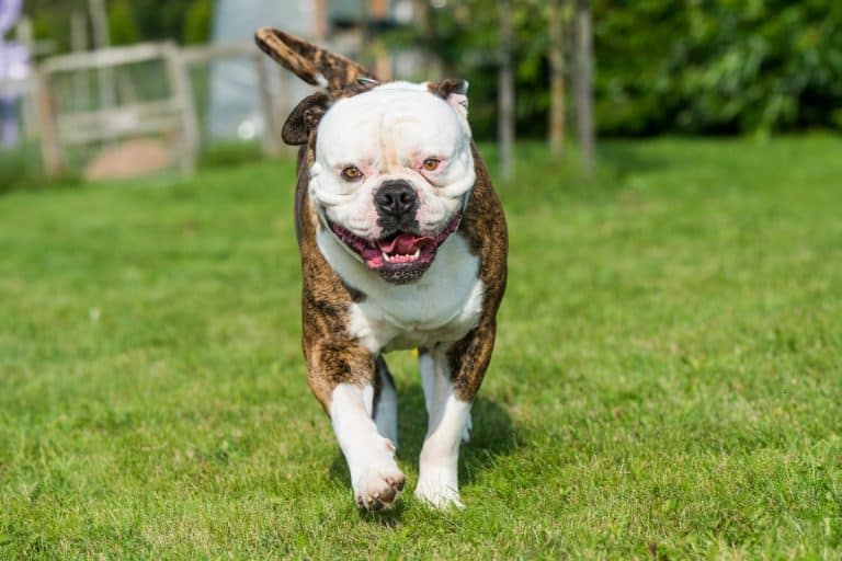 12 Classic Dog Breeds That Were Born In The U.S. - iHeartDogs.com