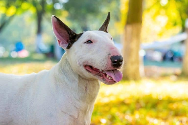 15 Fierce Dog Breeds With Strong Guarding Instincts - iHeartDogs.com