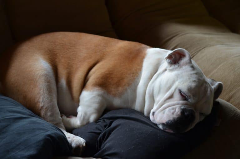 13 Lazy Dog Breeds With Sleep Schedules Like Teenagers - iHeartDogs.com