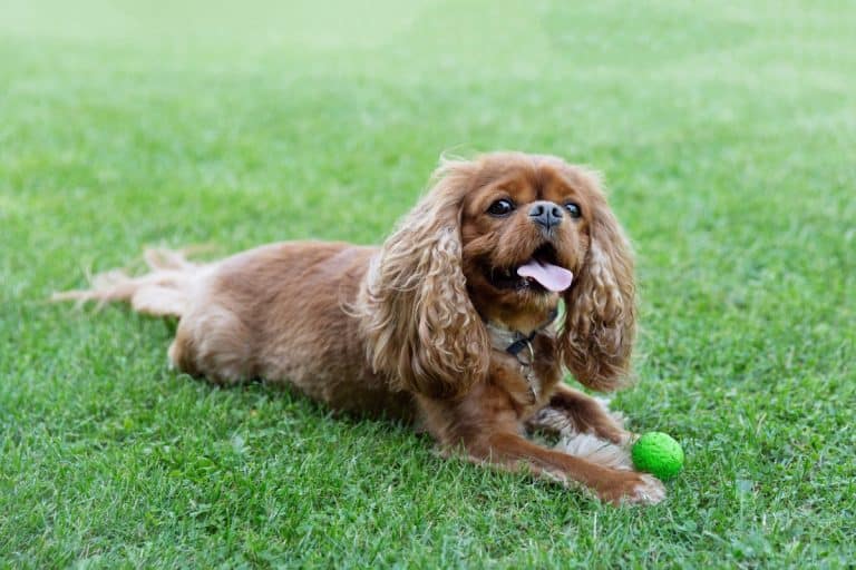 Ideal Diet for Cavaliers - The Ultimate Cavalier Feeding Guide ...