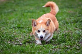11 Compact Dog Breeds With Short Legs And Big Confidence - iHeartDogs.com