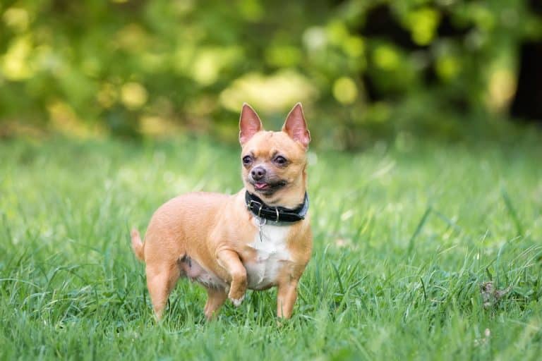13 Adorable Dog Breeds That Stay Small Forever - iHeartDogs.com
