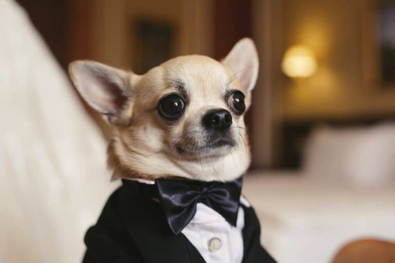 Have You Tried Living With These 15 Bold Dog Breeds? - iHeartDogs.com