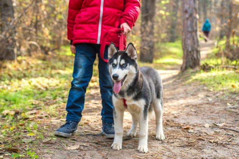 11 Best LED Light Up Dog Leashes for Night Walking - iHeartDogs.com