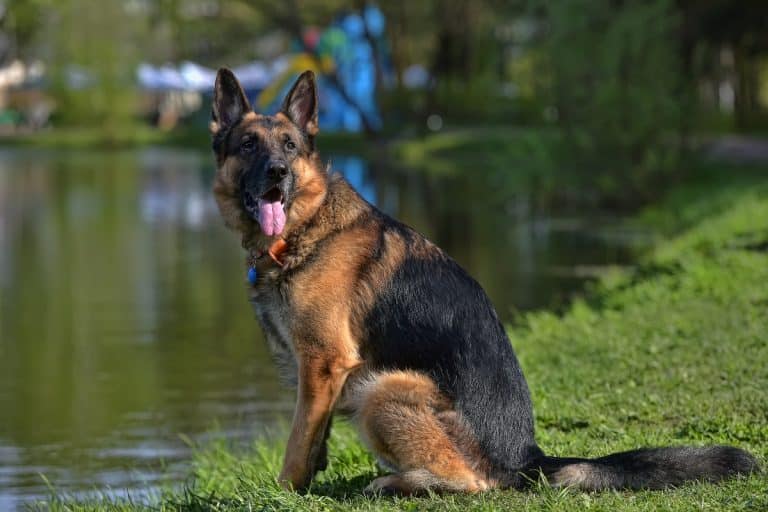 15 Fierce Dog Breeds With Strong Guarding Instincts - iHeartDogs.com
