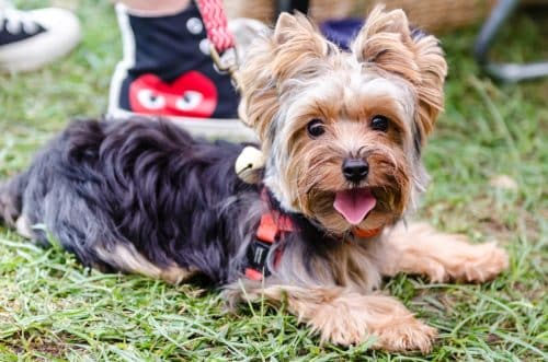 13 Most Adorable Puppy Breeds You’ll Want to Hug - iHeartDogs.com