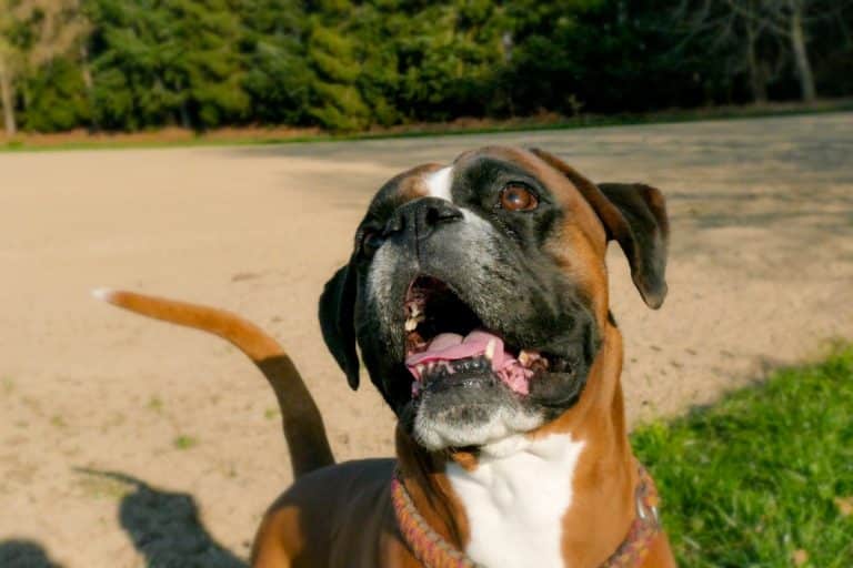 11 Joyful Dog Breeds That’ll Light Up Your Day - iHeartDogs.com